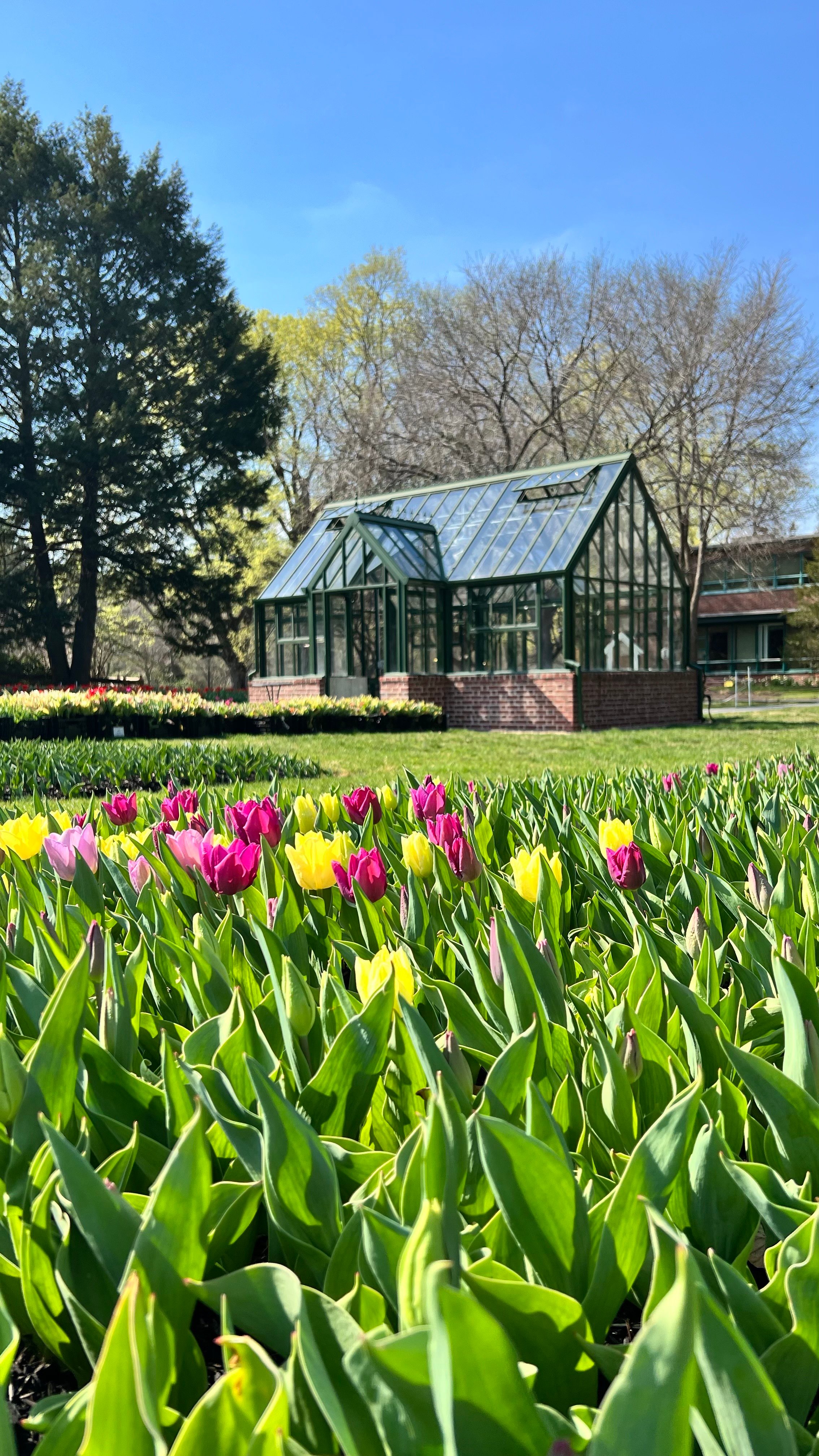 Tulip Mania - Spring 2025 | Massachusetts Horticultural Society